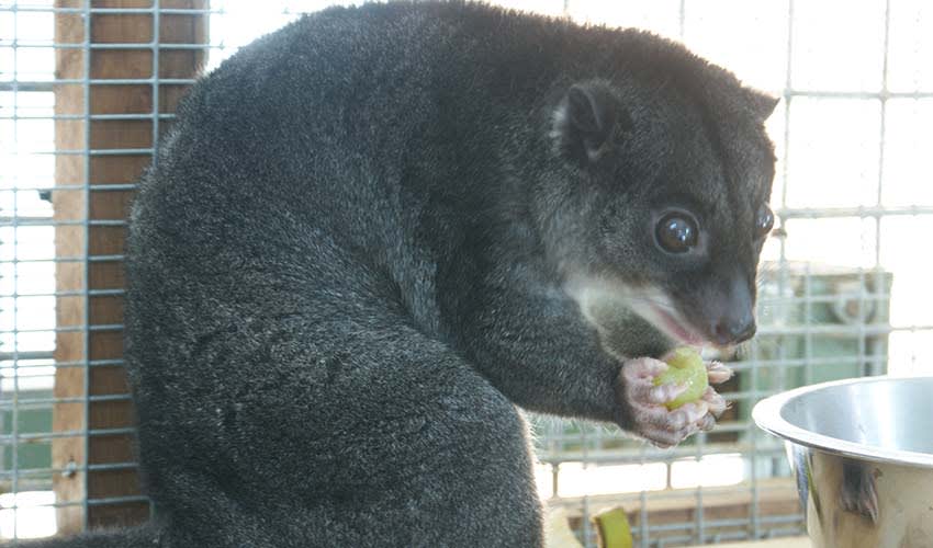Ground cuscus facts, distribution & population | BioDB