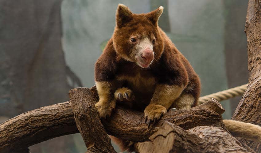 Matschie's tree-kangaroo facts, distribution & population | BioDB