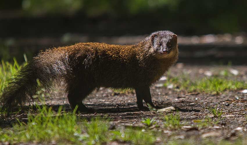 Indian brown mongoose facts, distribution & population | BioDB
