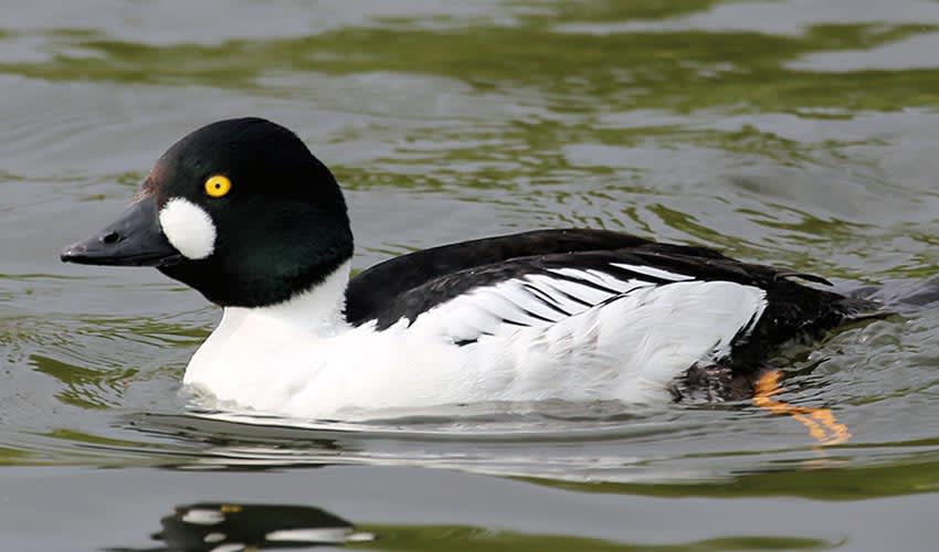 Bucephala - Goldeneye (duck): facts, distribution & population | BioDB