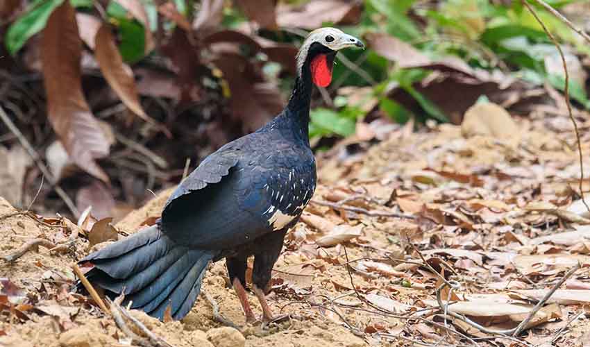 Pipile - Piping guans: facts, distribution & population | BioDB