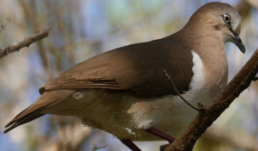 Grenada dove facts, distribution & population | BioDB