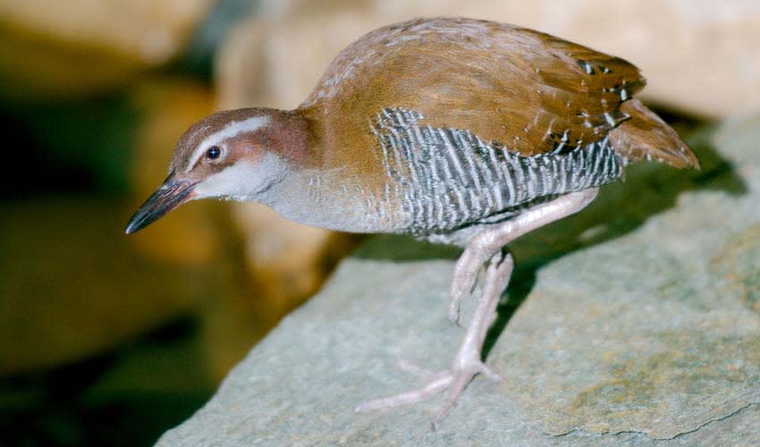 Guam rail facts, distribution & population | BioDB