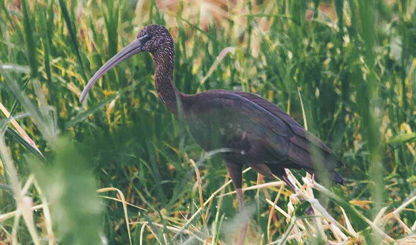 Giant ibis facts, distribution & population | BioDB