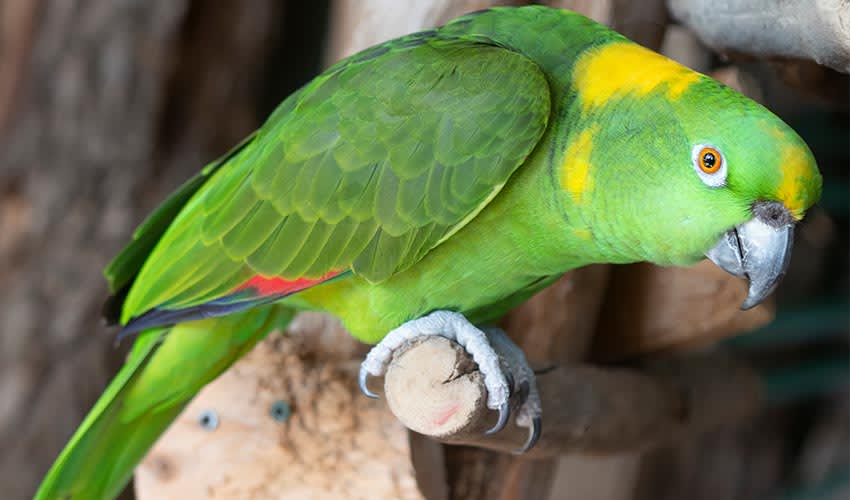 Yellow-naped amazon facts, distribution & population | BioDB