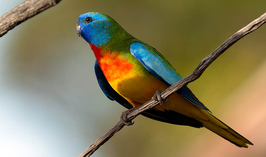 Neophema - Grass parrots: facts, distribution & population | BioDB