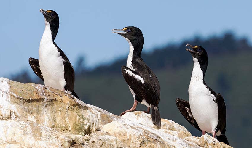 New Zealand king shag facts, distribution & population | BioDB