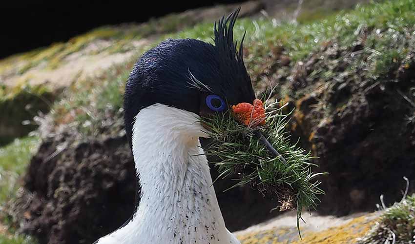 Imperial shag facts, distribution & population | BioDB