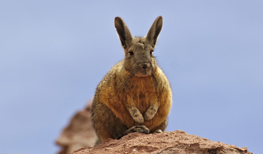 Southern viscacha facts, distribution & population | BioDB