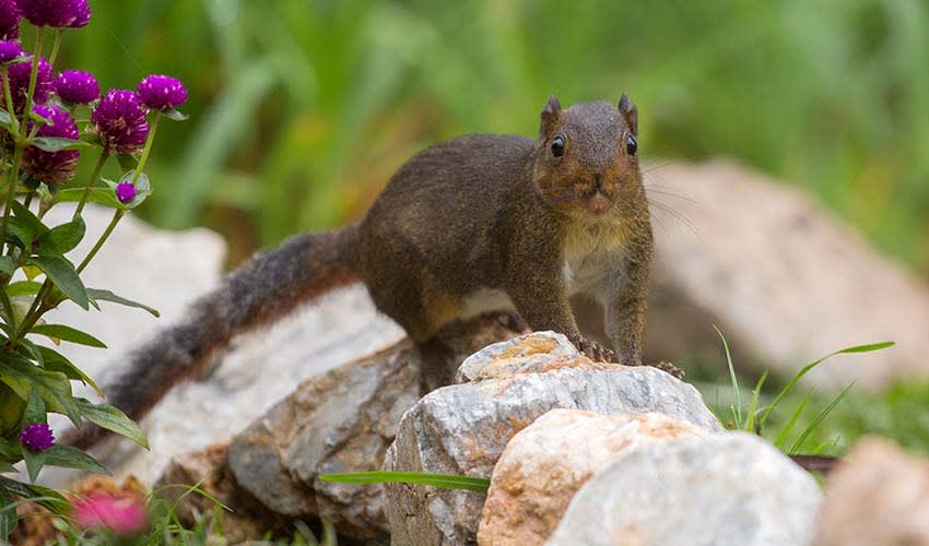 Dremomys - Red-cheeked squirrels: facts, distribution & population | BioDB
