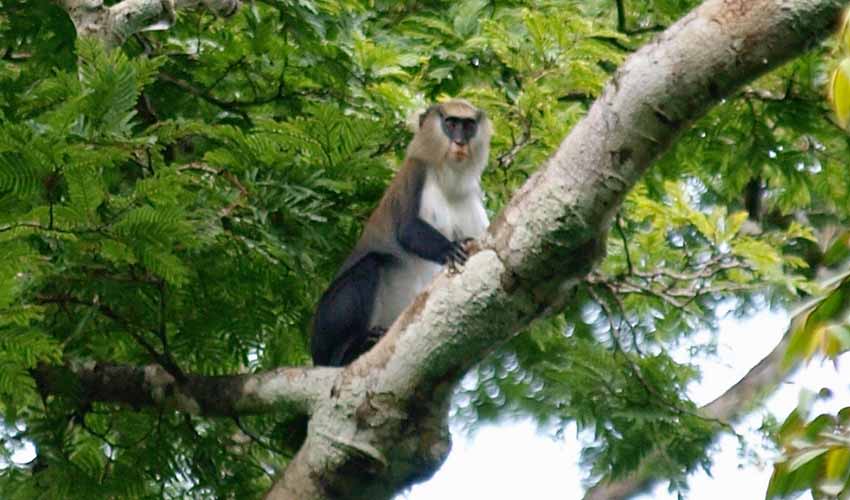 Campbell's mona monkey facts, distribution & population | BioDB