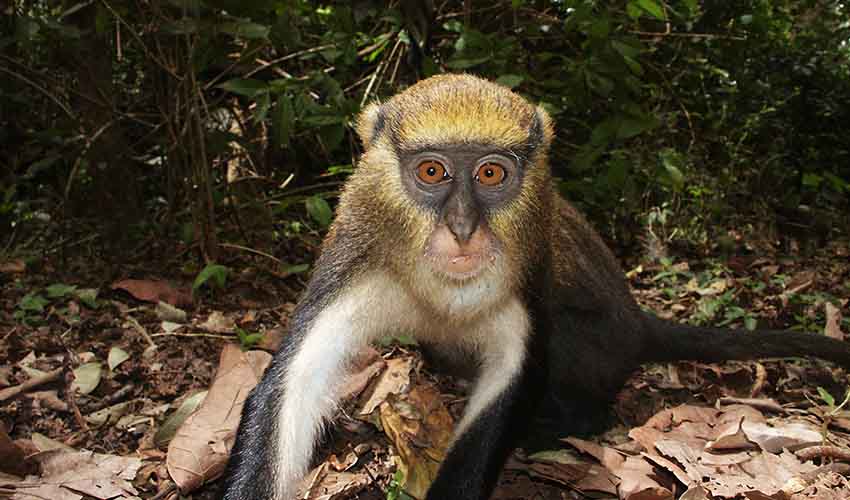 Lowe's mona monkey facts, distribution & population | BioDB