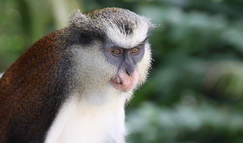 Mona monkey facts, distribution & population | BioDB