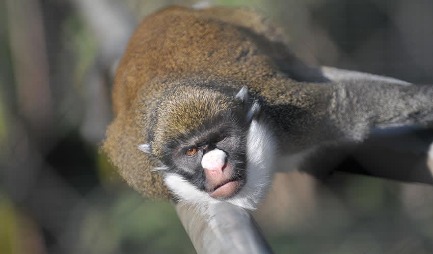Lesser spot-nosed monkey facts, distribution & population | BioDB