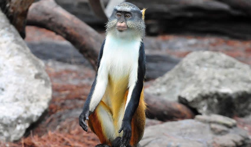Wolf's mona monkey facts, distribution & population | BioDB