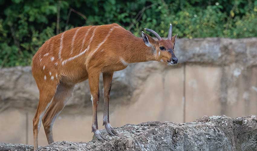 Sitatunga facts, distribution & population | BioDB