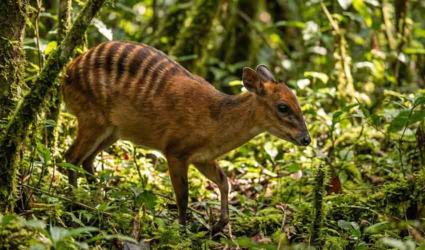Zebra duiker facts, distribution & population | BioDB