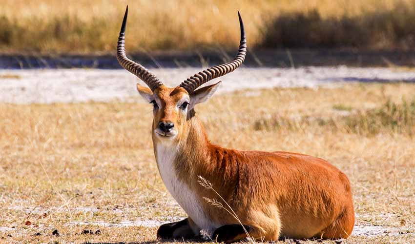 Lechwe facts, distribution & population | BioDB
