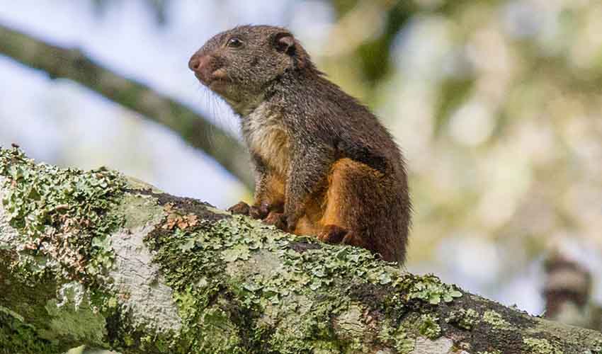 Forest giant squirrel facts, distribution & population | BioDB
