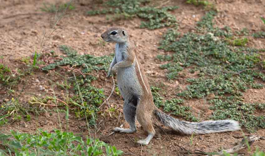 African striped ground squirrel facts, distribution & population | BioDB