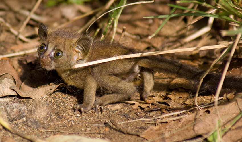 Senegal bushbaby facts, distribution & population | BioDB