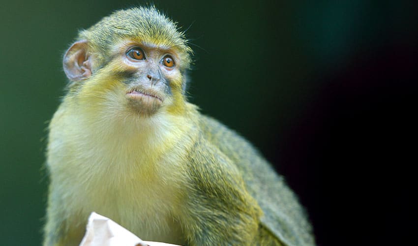 Miopithecus - Talapoins: facts, distribution & population | BioDB
