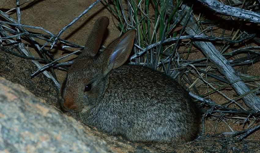 Smith's red rock hare facts, distribution & population | BioDB