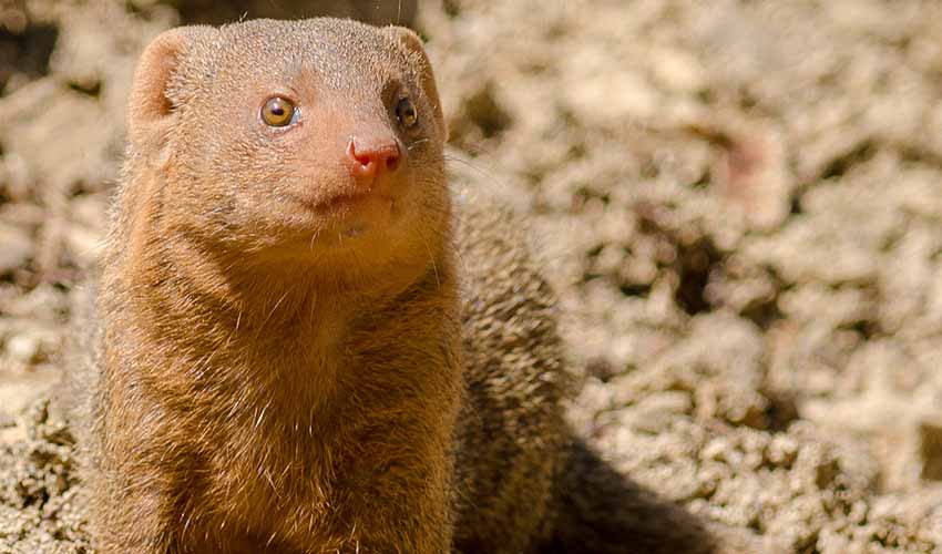 Angolan slender mongoose facts, distribution & population | BioDB