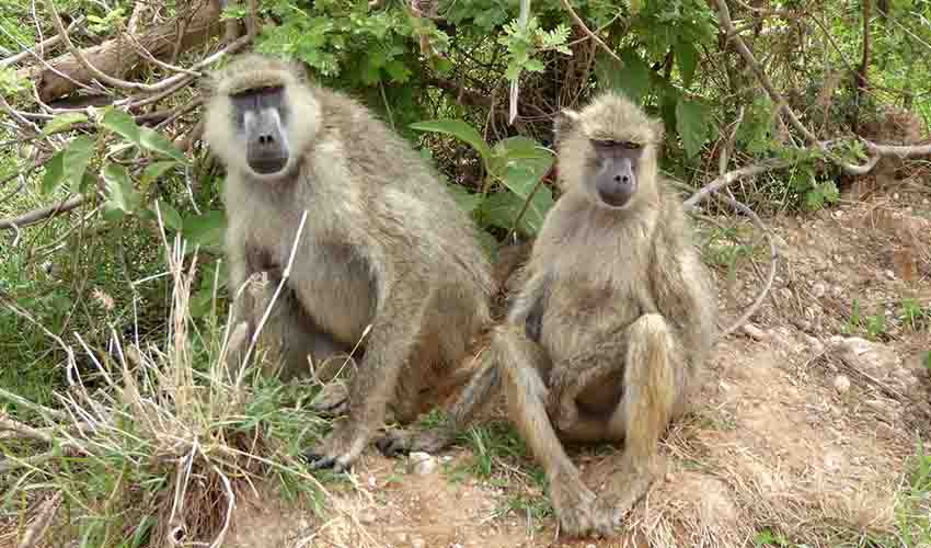 Yellow baboon facts, distribution & population | BioDB