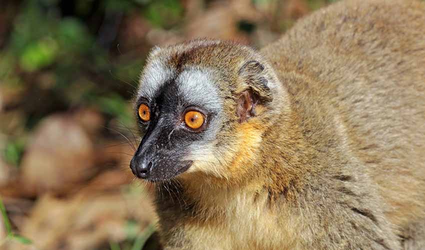 Common brown lemur facts, distribution & population | BioDB