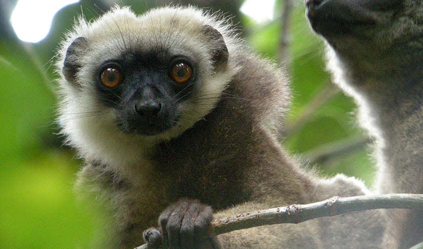 White-headed lemur facts, distribution & population | BioDB