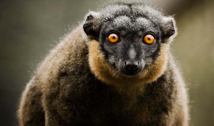 Collared brown lemur facts, distribution & population | BioDB
