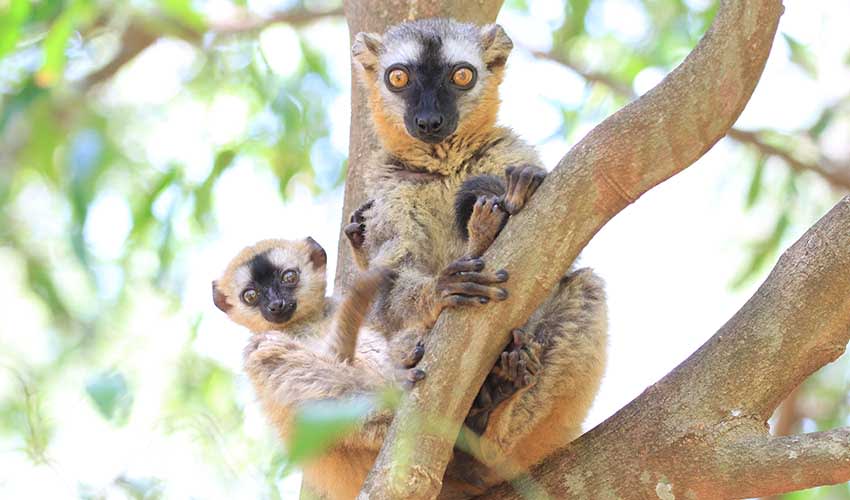Red-fronted lemur facts, distribution & population | BioDB