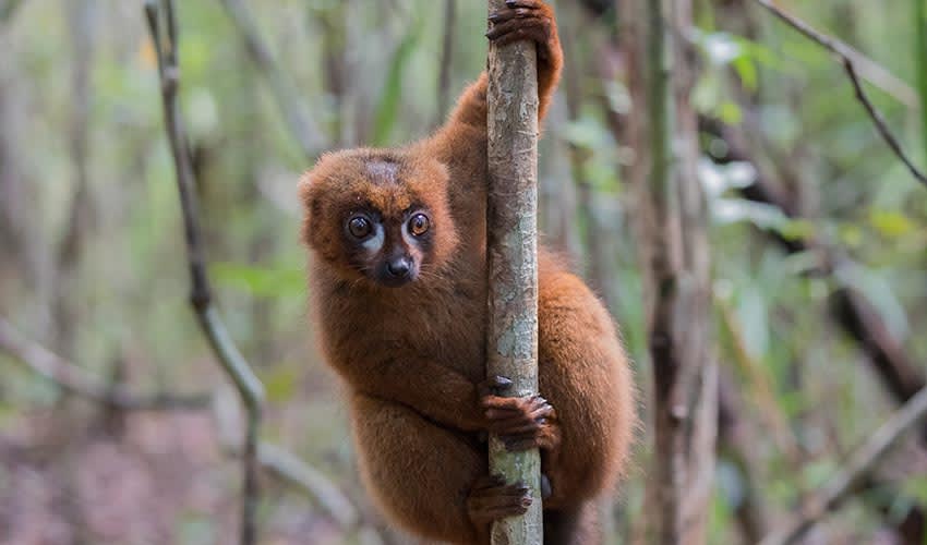 Red-bellied lemur facts, distribution & population | BioDB