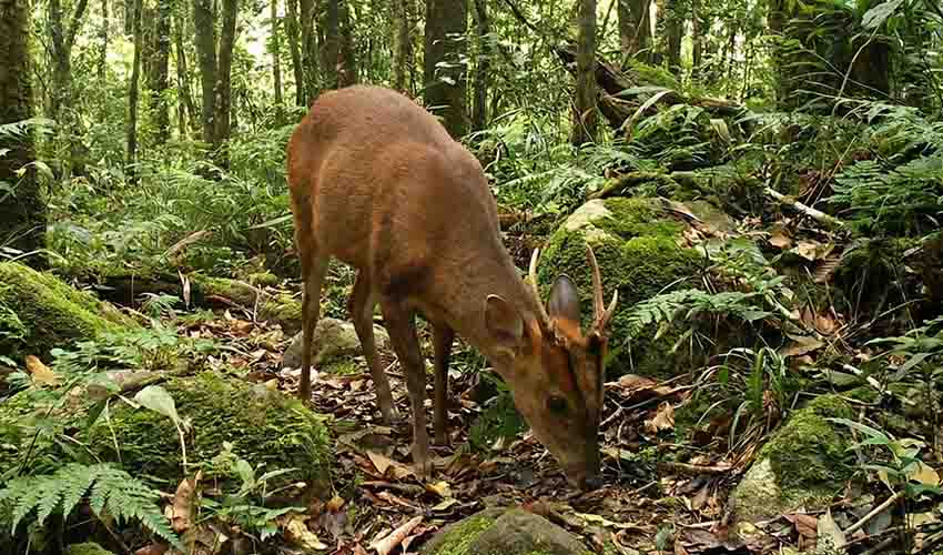 Small red brocket facts, distribution & population | BioDB