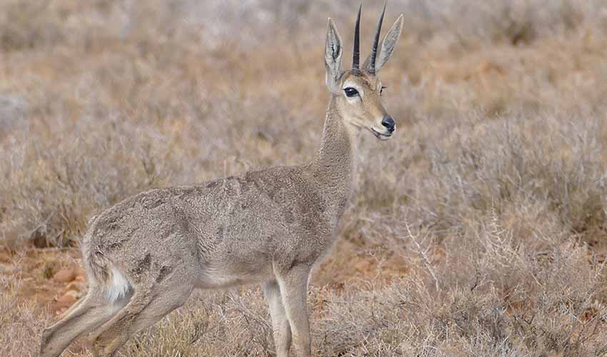 Grey rhebok facts, distribution & population | BioDB