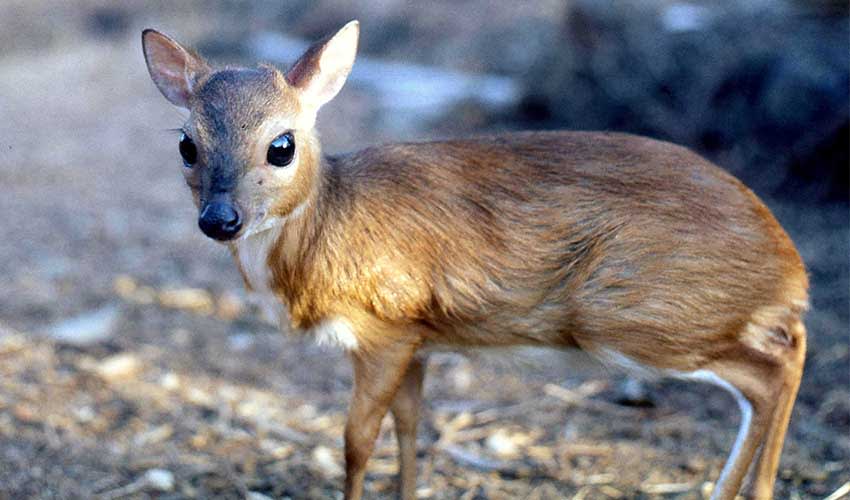 Royal antelope facts, distribution & population | BioDB