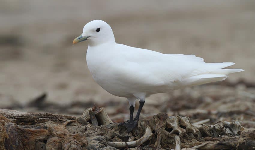 Ivory gull facts, distribution & population | BioDB