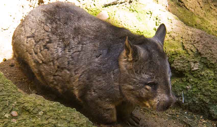 Southern hairy-nosed wombat facts, distribution & population | BioDB
