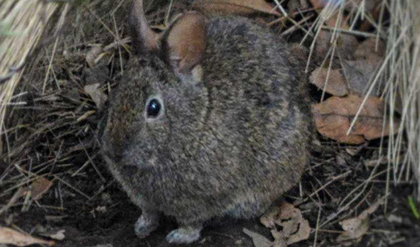 Volcano rabbit facts, distribution & population | BioDB
