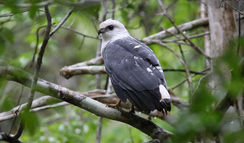 White-necked hawk facts, distribution & population | BioDB