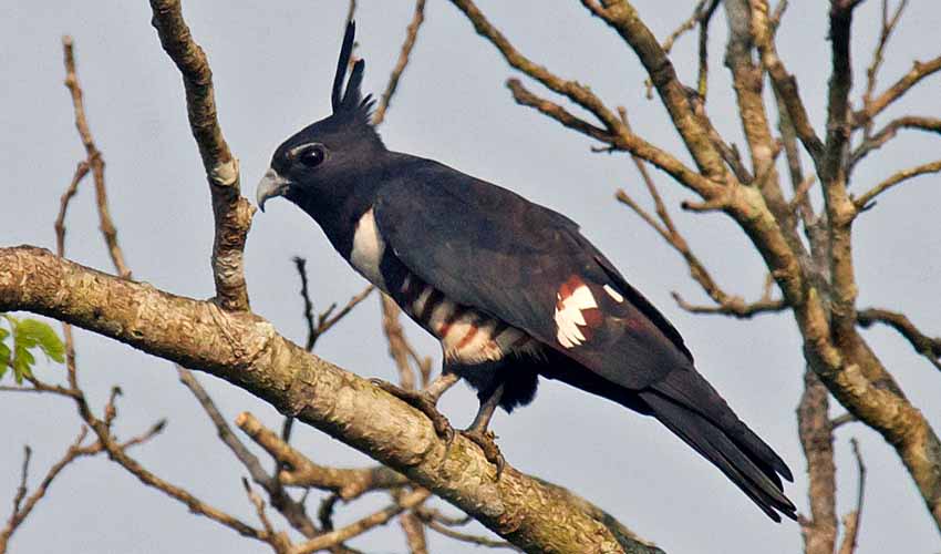 Black baza facts, distribution & population | BioDB