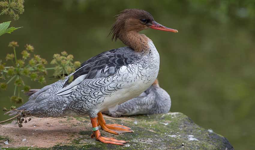 Scaly-sided merganser facts, distribution & population | BioDB