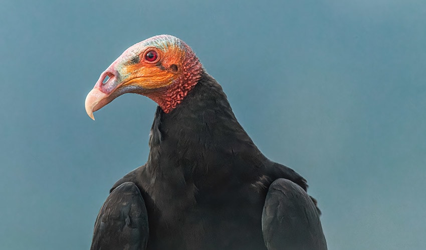 Lesser yellow-headed vulture facts, distribution & population | BioDB