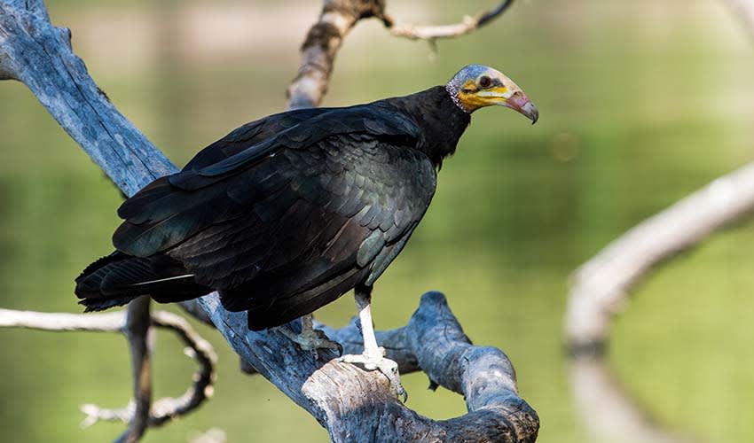 Greater yellow-headed vulture facts, distribution & population | BioDB