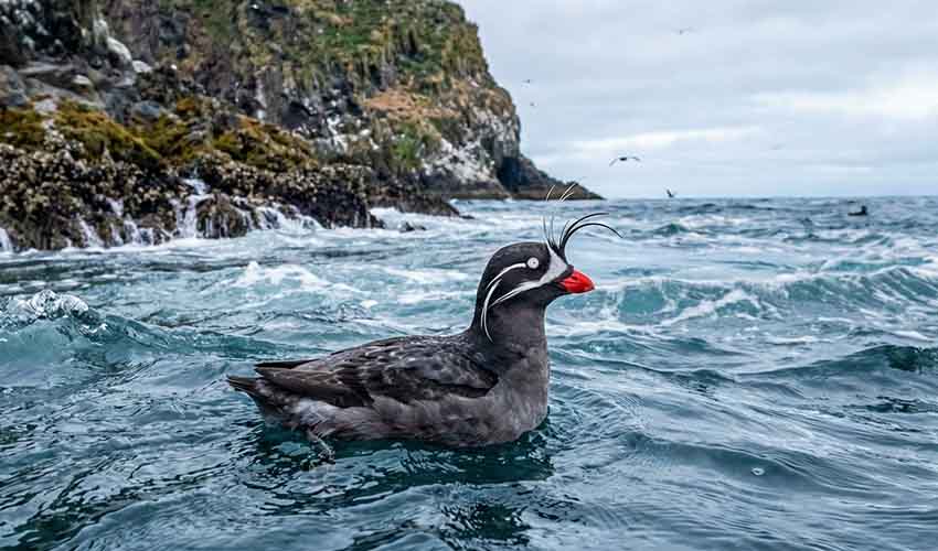 Whiskered auklet facts, distribution & population | BioDB