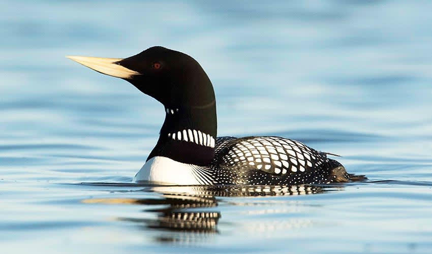 Yellow-billed loon facts, distribution & population | BioDB