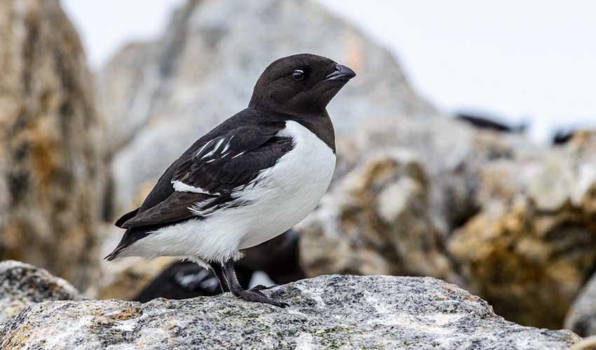 Little auk facts, distribution & population | BioDB