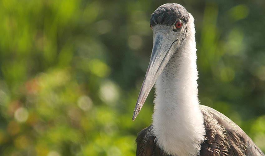Asian woolly-necked stork facts, distribution & population | BioDB
