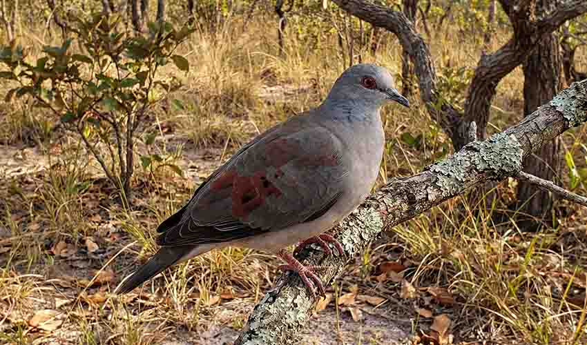 Purple-winged ground dove facts, distribution & population | BioDB